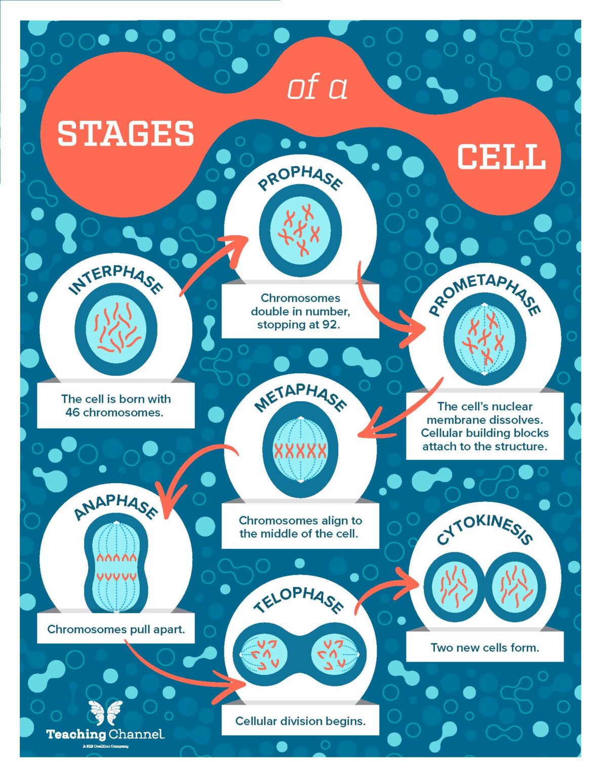 Classroom Poster: Stages of a Cell | Teaching Channel